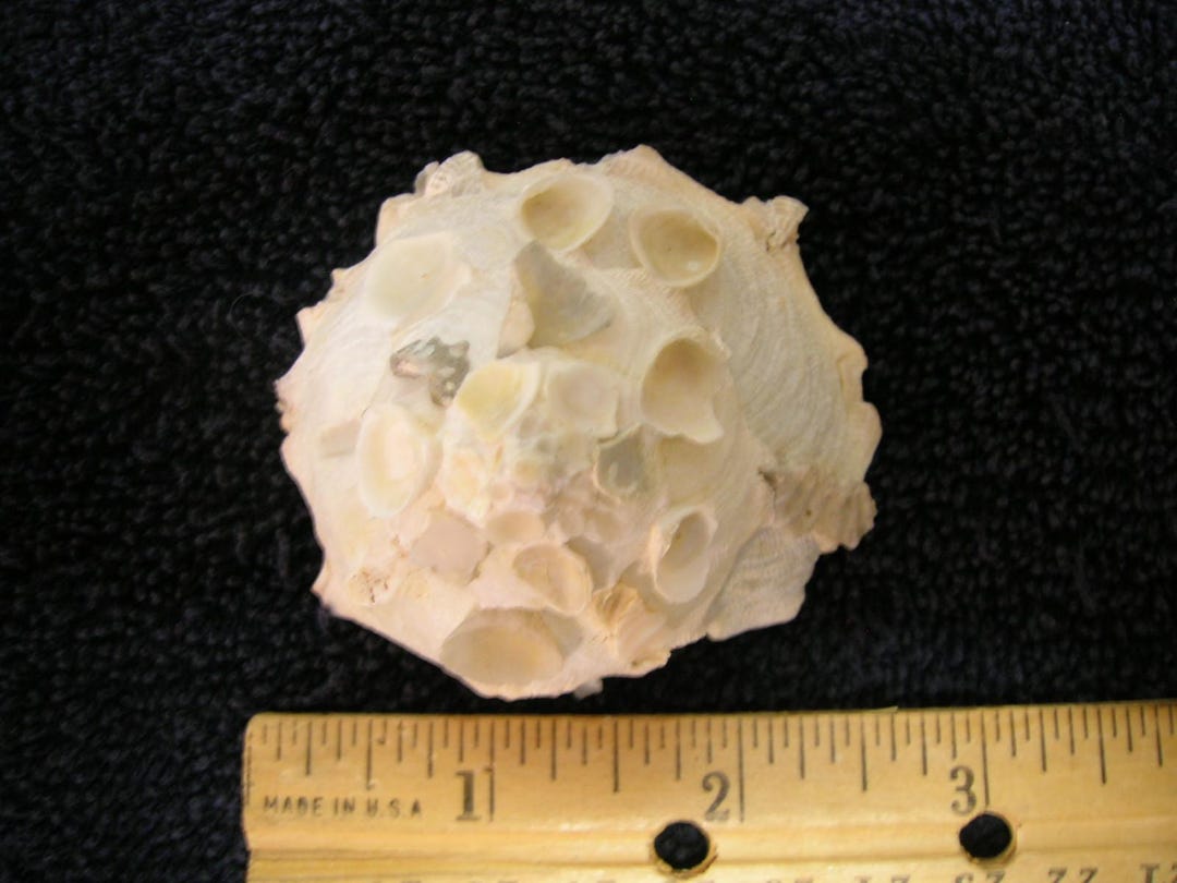 REAL Xenophora Pallidula Pallid Carrier Shell/shells Seashell/oddity ...