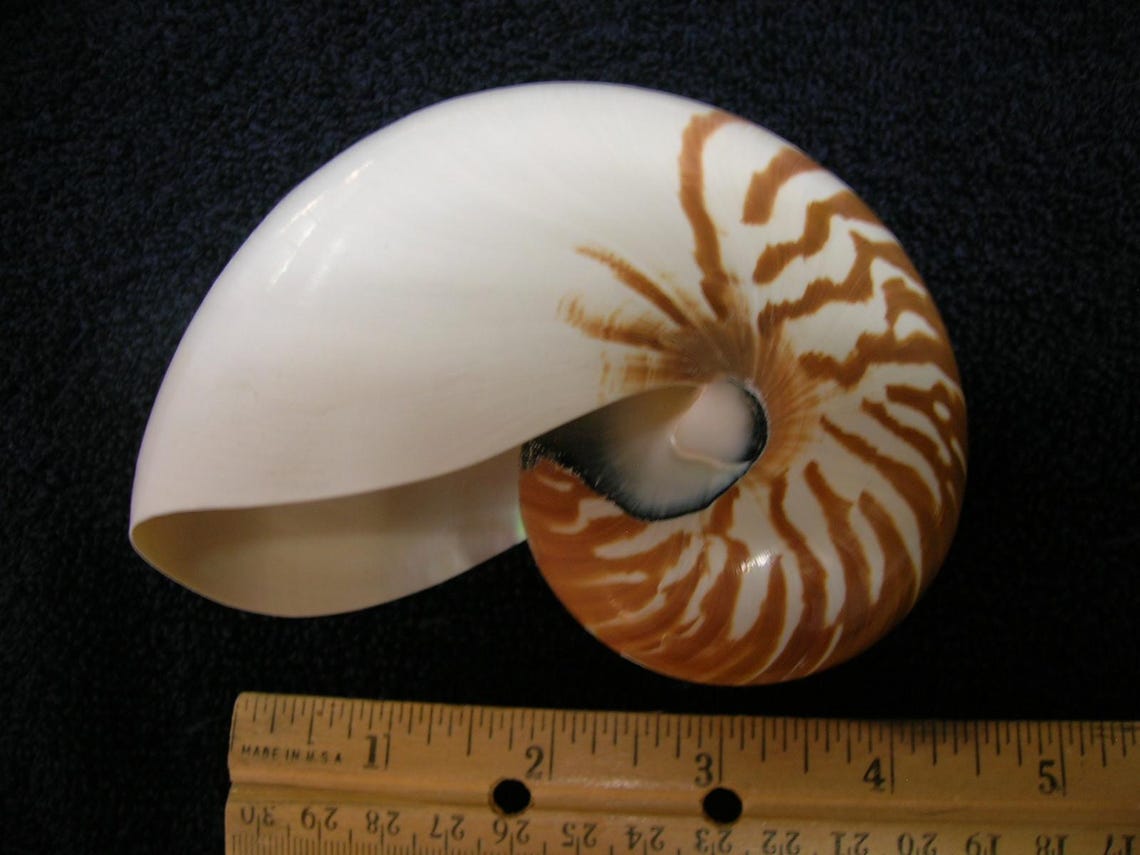 REAL Chambered Nautilus Shell Seashell Shells Nautilus Pompilius - Etsy