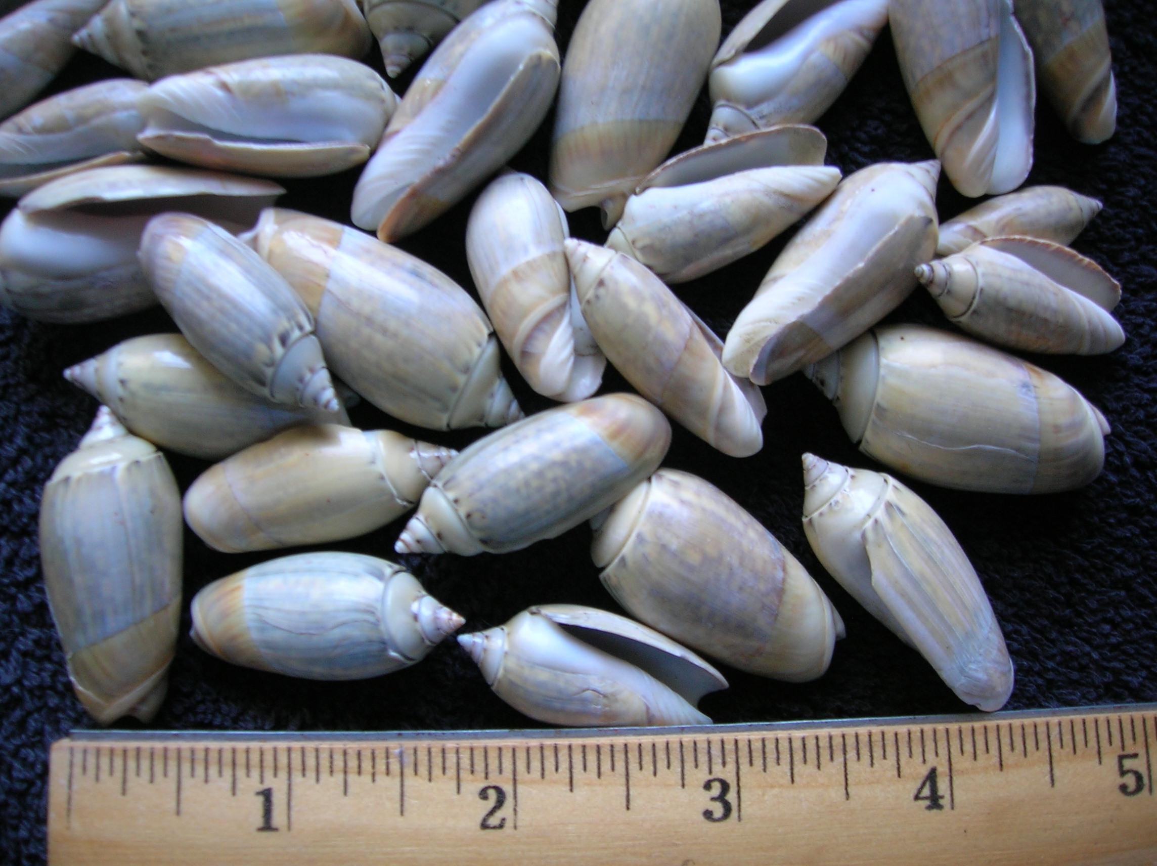 47 REAL Olive SEA SHELLS Arts Crafts Wedding Jewelry Seashell Scrapbook ...
