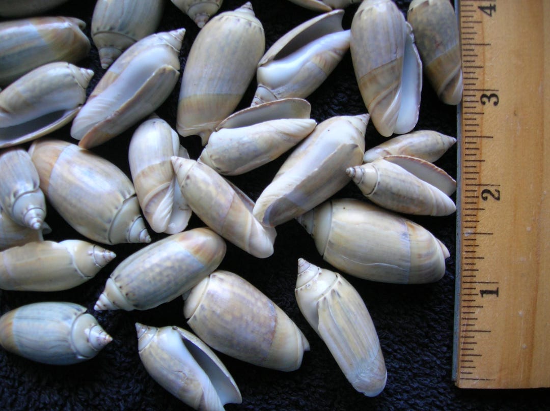 47 REAL Olive SEA SHELLS Arts Crafts Wedding Jewelry Seashell Scrapbook ...