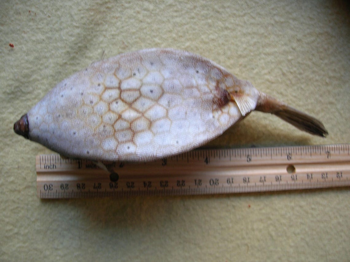 Real Dried Cowfish Boxfish Sharks Ray Shark Taxidermy Jaw Jaws Teeth ...