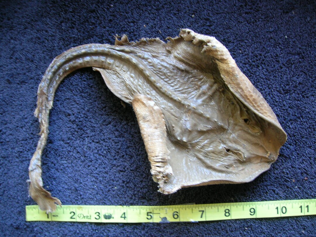 Real Dried Thornback Ray Shark Taxidermy Jaw Jaws Teeth Sharks Skull ...