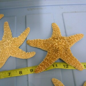 SET OF 7 Starfish 4 1/2 to 5 1/2 Sea Shell Shells Ocean Sea Star Stars ...