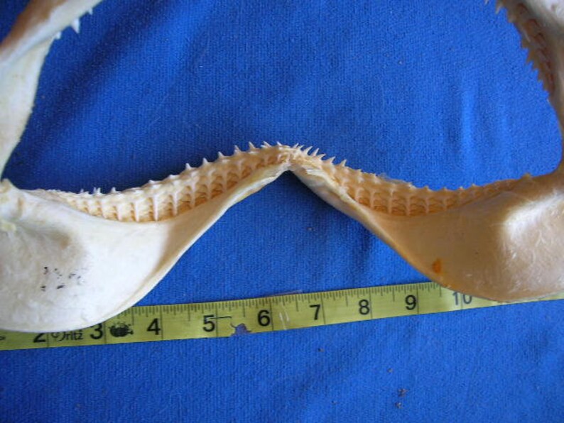REAL SHARK JAW Jaws Taxidermy Fish Mount Skull Skeleton Fishing Bone ...