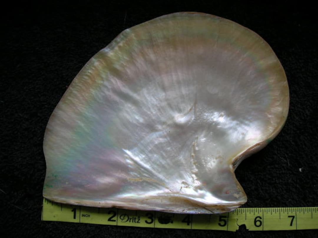 MOTHER OF PEARL Oyster Shell Half Plate Shells Sea Gold - Etsy