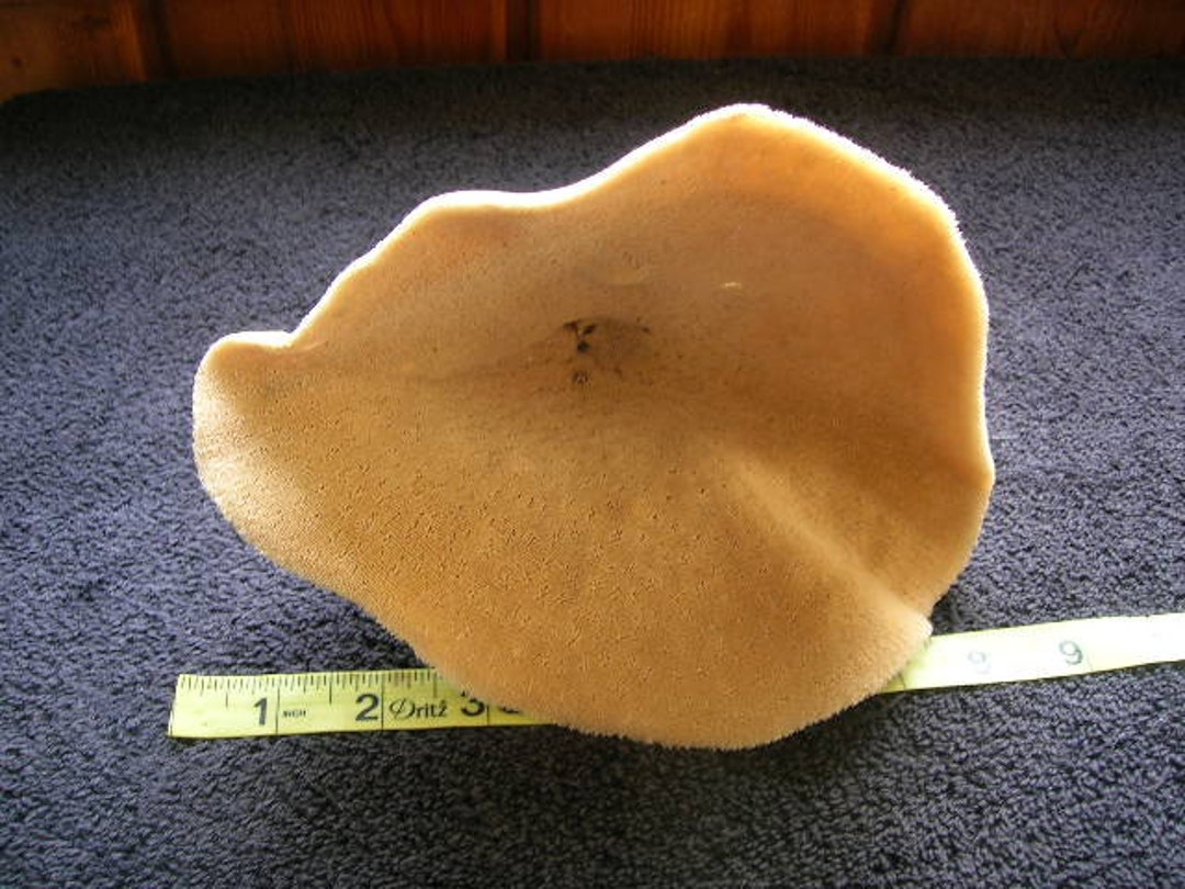 REAL SEA SPONGE Fan Vase Sand Dollar Seashell Shells Urchin Sea Star ...