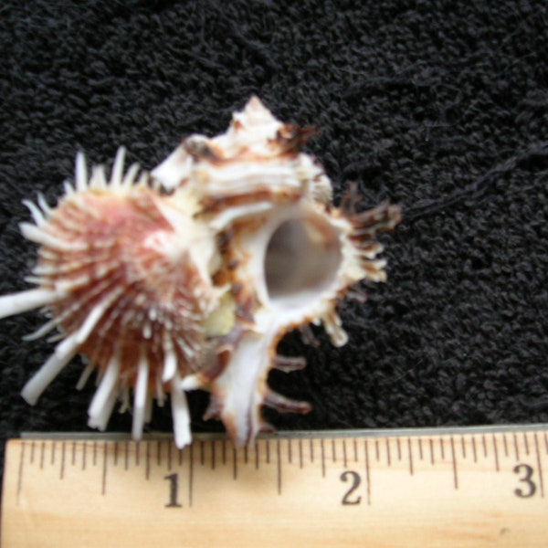 Spondylus - Etsy