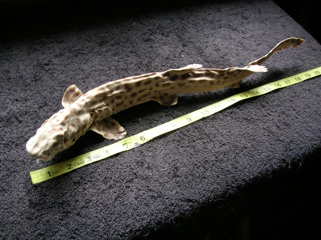 REAL Stuffed Coral Cat Shark- Jaws Taxidermy Fish Mount Skull Skeleton ...