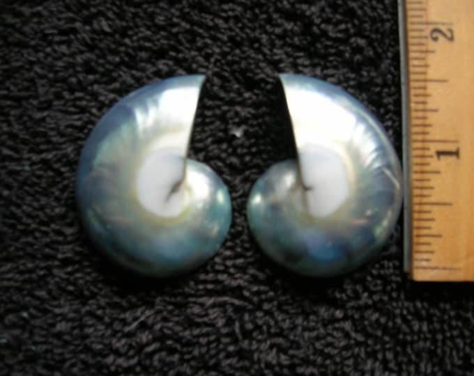 2 REAL Pearlized Chambered Nautilus Centers Seashell Shells Crafts Art ...