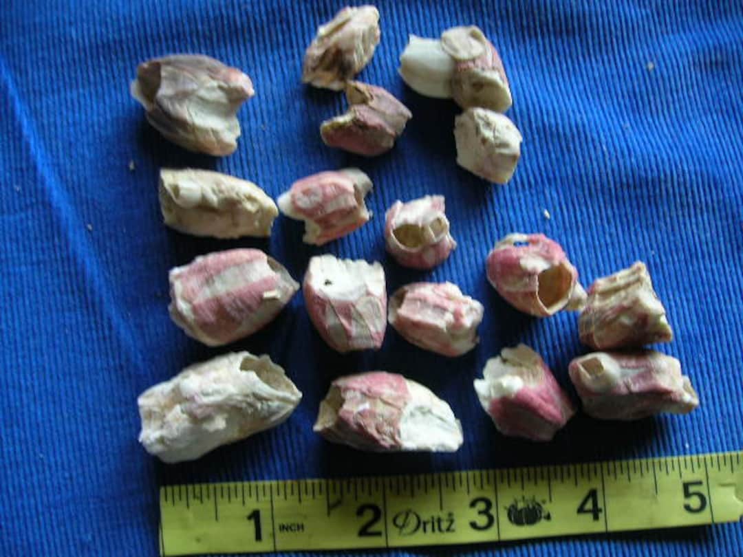 SET OF 25 Real Natural Barnacle Shells 1/2" to 1" Long. Assorted Shapes ...