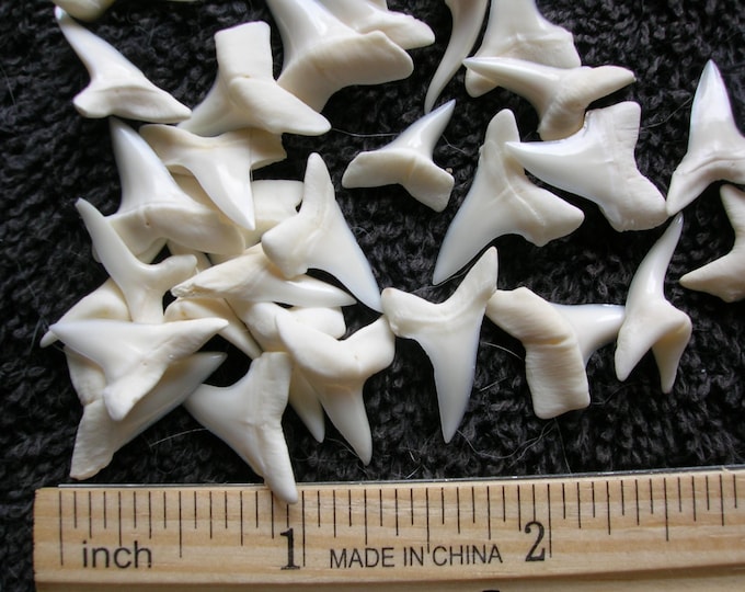 Set of 20 REAL Mako Shark Teeth Sharks Taxidermy Art Crafts Jewelry ...