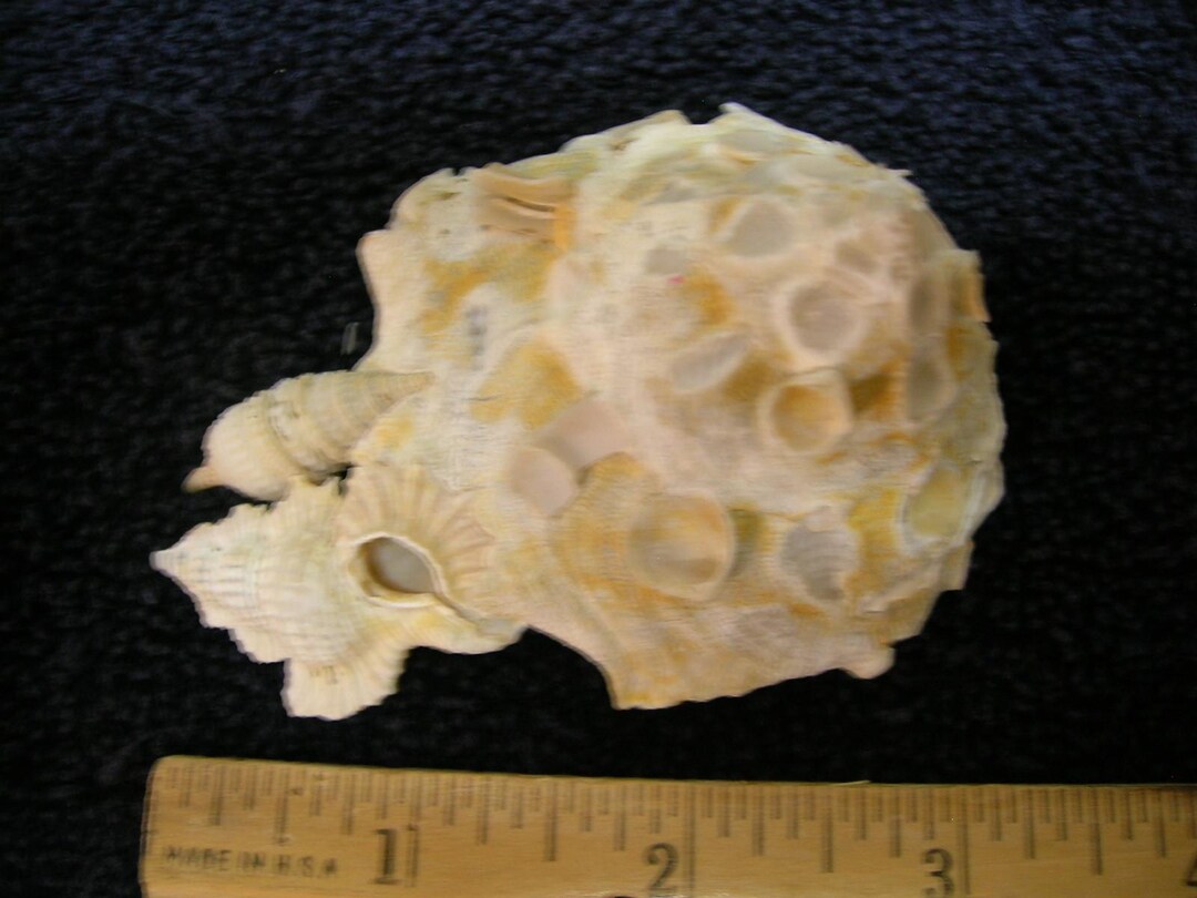 REAL Xenophora Carrier Shell/shells Seashell/oddity/conch/art Craft ...