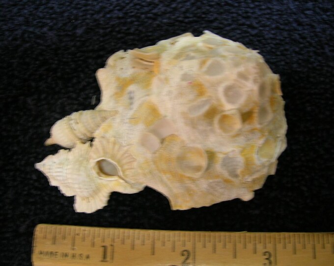 SET of 3 LETTERED CONE Shells Conus Litteratus Seashell Oddity Shell ...