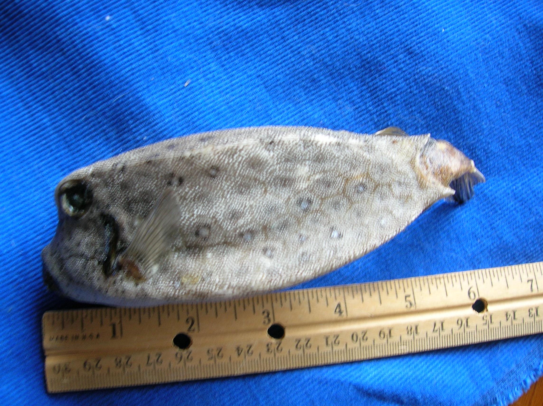 Real Dried Cowfish Boxfish Sharks Ray Shark Taxidermy Jaw Jaws Teeth ...