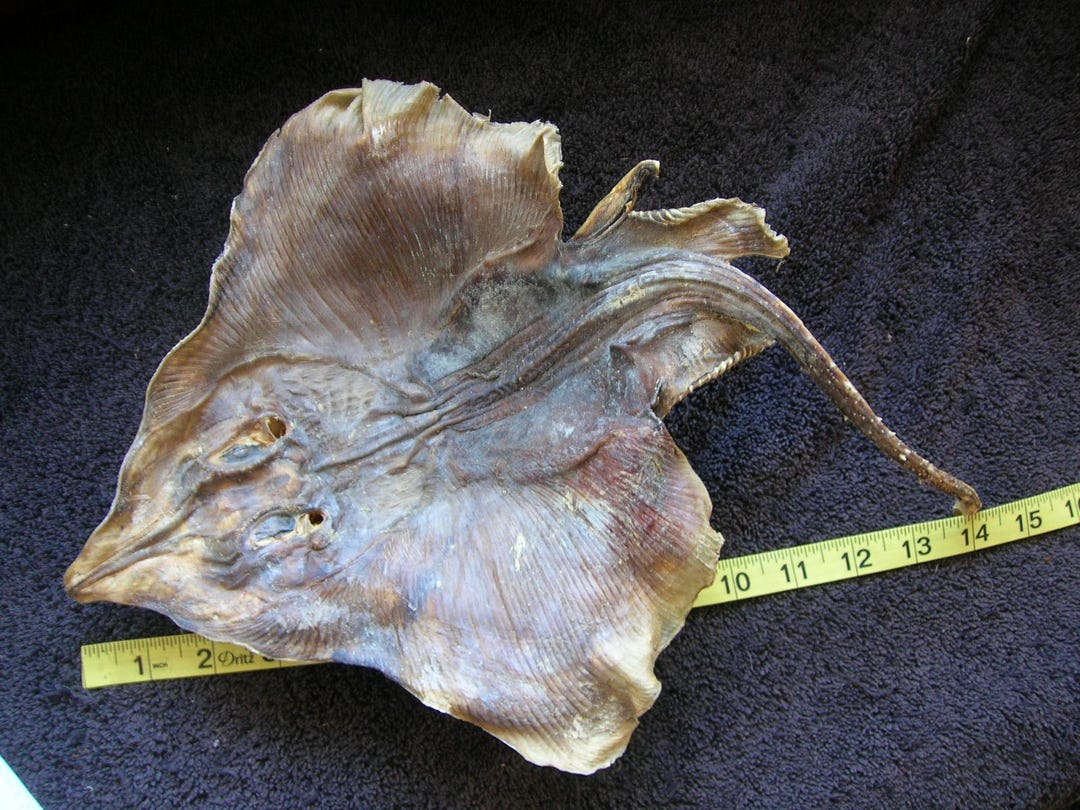 REAL Dried Sea Skate Shark Sharks Jaw Jaws Taxidermy Teeth Tooth Fish ...