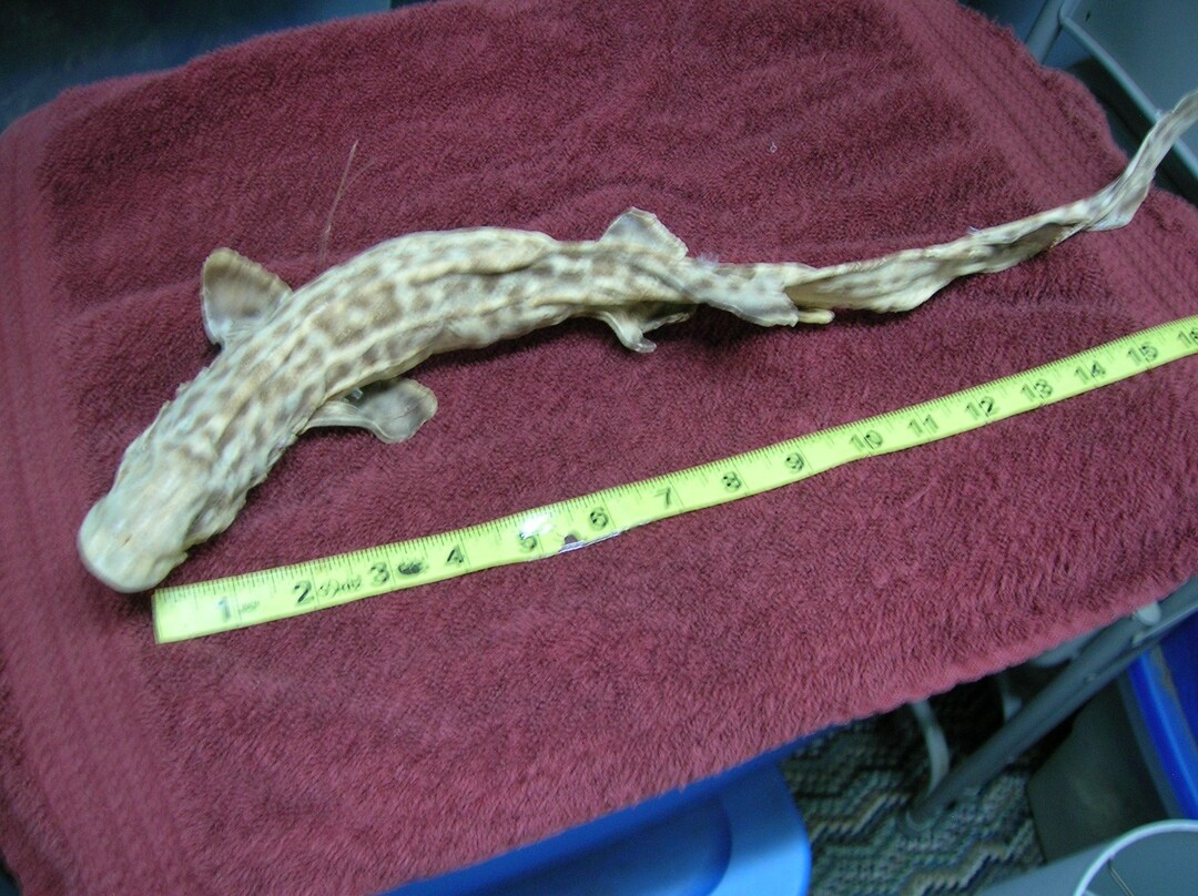 REAL Stuffed Coral Cat Shark Jaws Taxidermy Fish Mount Skull Skeleton ...