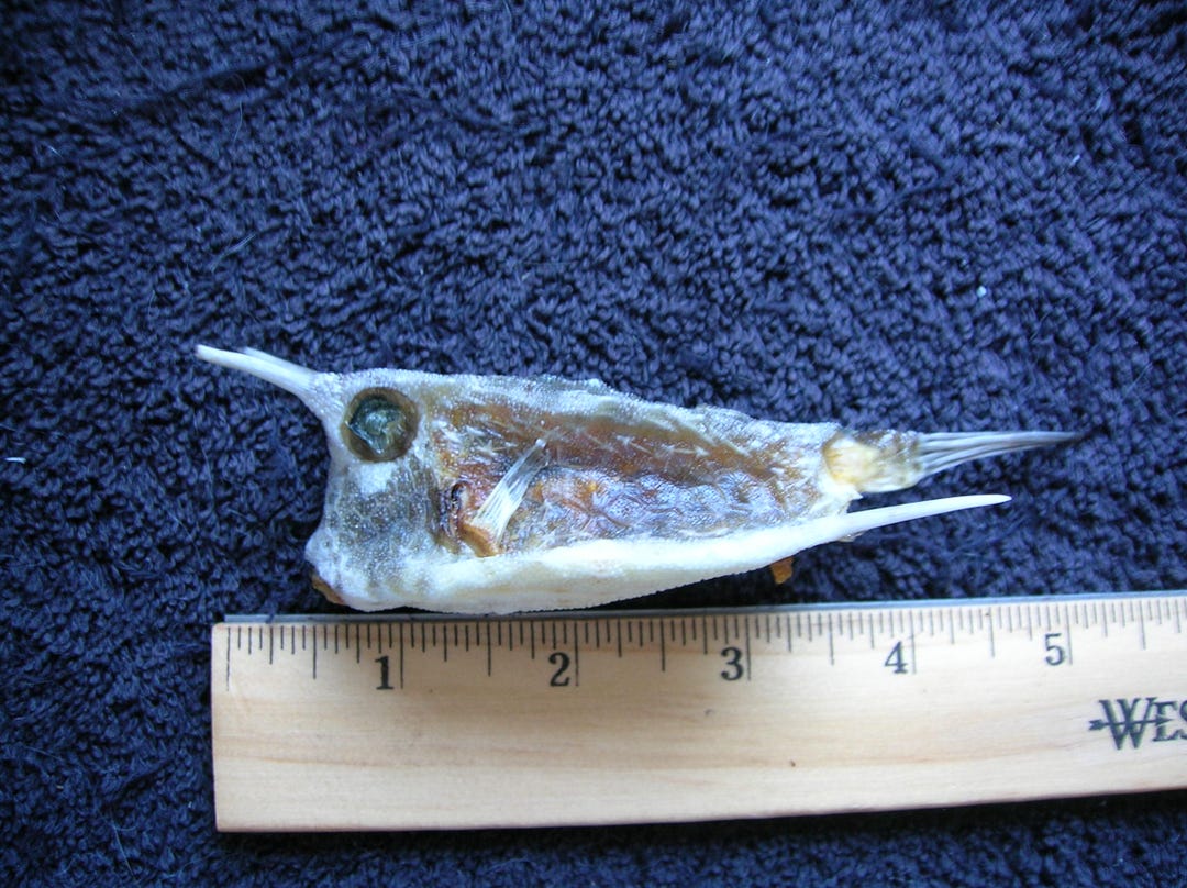 Real Dried Cowfish Sharks Ray Shark Taxidermy Jaw Jaws Teeth Skull ...