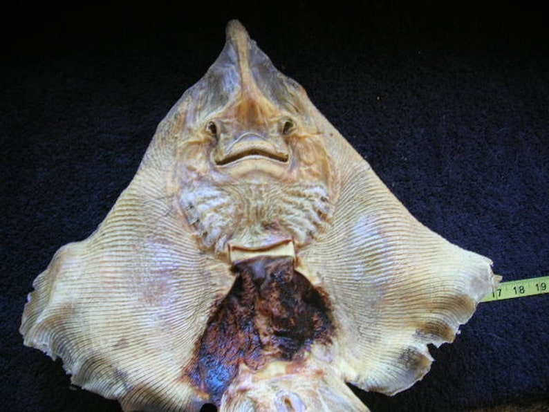 BIG REAL Dried Sea Skate Shark Sharks Jaw Jaws Taxidermy Teeth Tooth ...