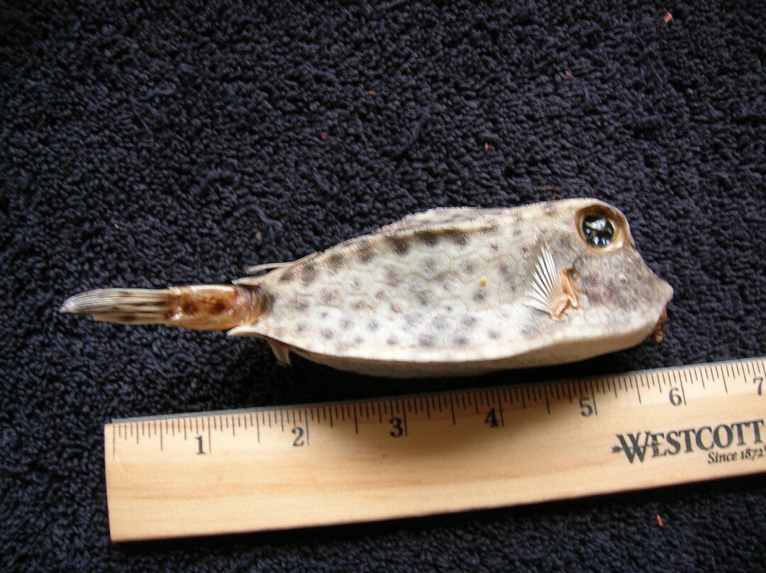 Real Dried Cowfish Boxfish Sharks Ray Shark Taxidermy Jaw Jaws Teeth ...