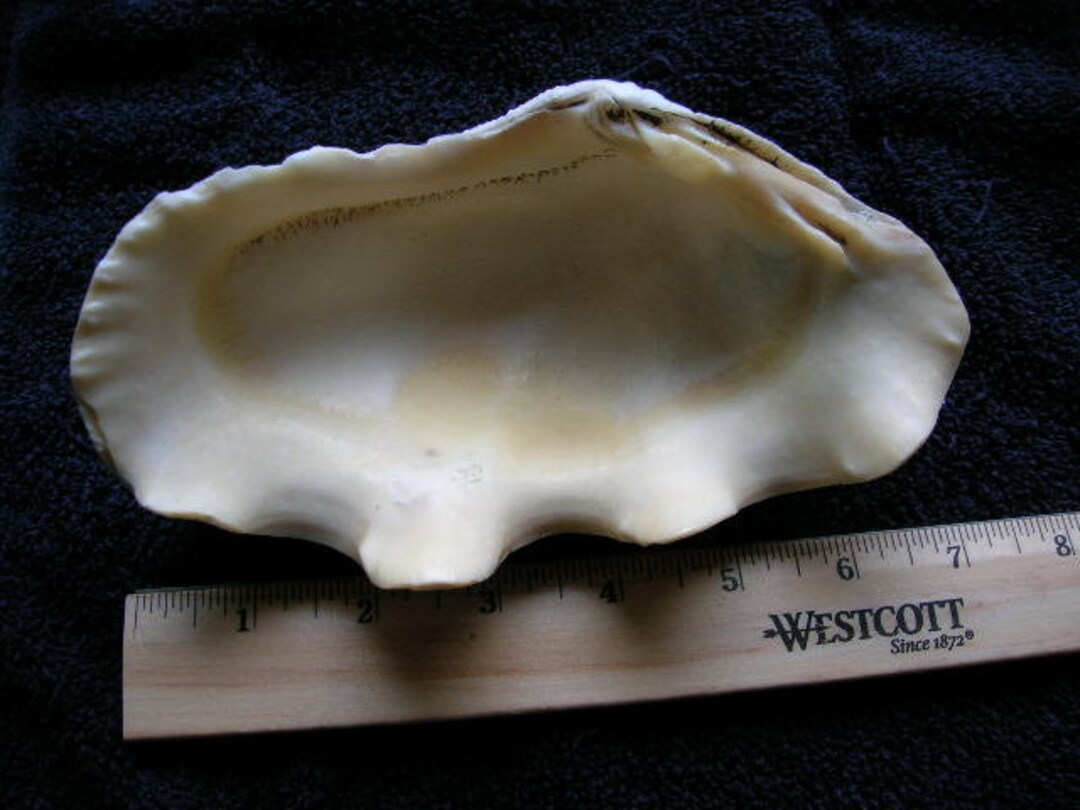 REAL Ruffled Clam Shell Tridacna Giant Clam Oyster Sea Shell Seashells ...