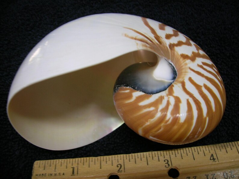 REAL Chambered Nautilus Shell Seashell Shells Nautilus Pompilius - Etsy