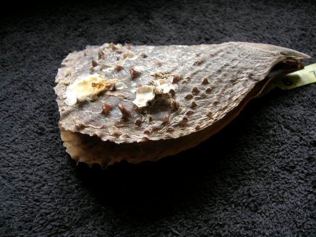 REAL PEN SHELL 6 3/4 Long Sea Shell Shells Oyster Clam Art Craft ...