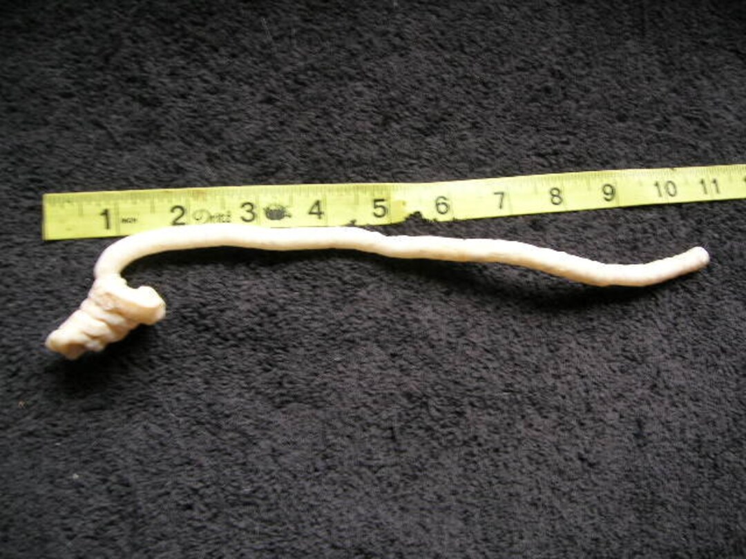 ODD REAL Worm Tube Shell 10 1/2" Long Taxidermy Oddity Freak Sea Shell ...