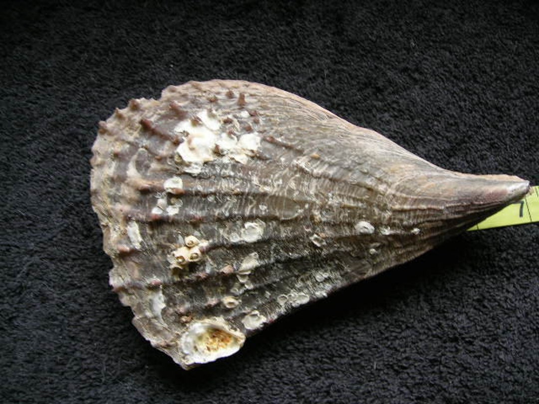 REAL PEN SHELL 6 3/4" Long Sea Shell Shells Oyster Clam Art Craft ...