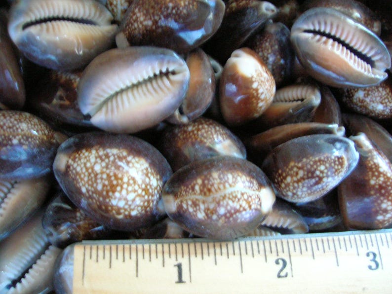 SET OF 100 Real Snake Head Cowry Shells Cypraea Caputserpentis Cowries ...