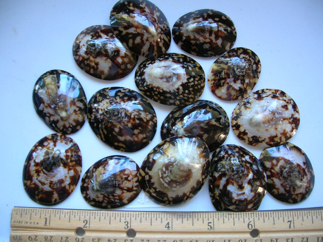 SET OF 20 Real Polished Limpet Seashells, About 1 3/8" to 2" Long ...