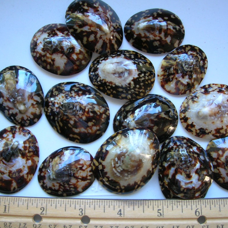 Mussel Shells - Etsy