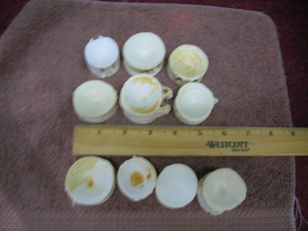 SET of 10 LARGE REAL Shark Vertebrae Craft Pieces Art Jewelry Bead ...