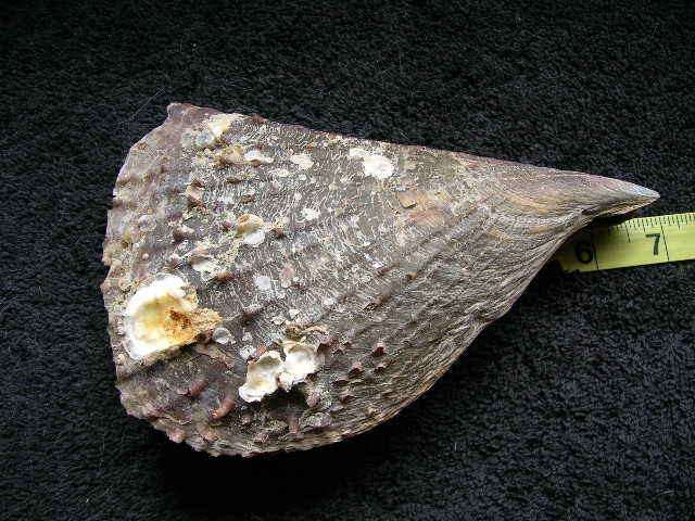 REAL PEN SHELL 6 3/4 Long Sea Shell Shells Oyster Clam Art Craft ...