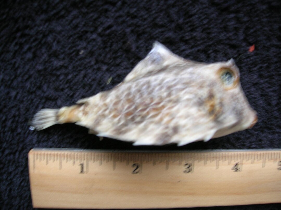 Real Dried Cowfish Boxfish Sharks Ray Shark Taxidermy Jaw Jaws Teeth ...