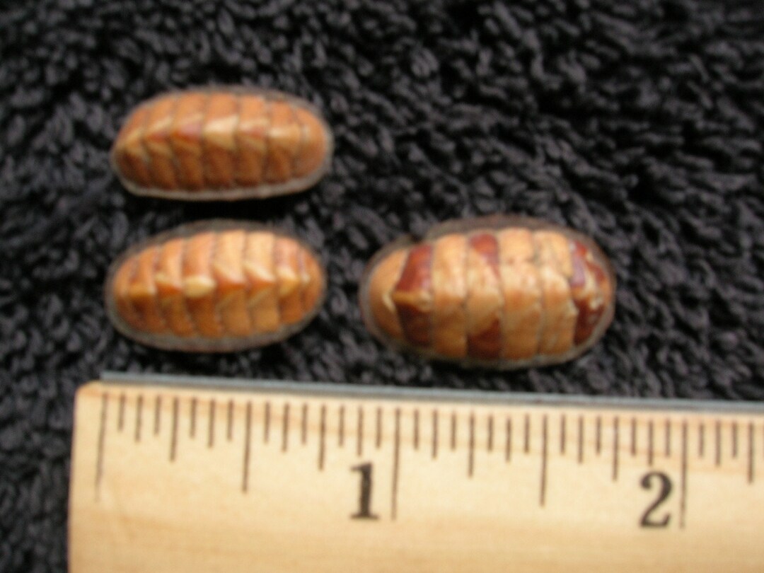 REAL CHITON SHELLS Set of 3 Sea Shell Chitons Taxidermy Oddity Ocean - Etsy