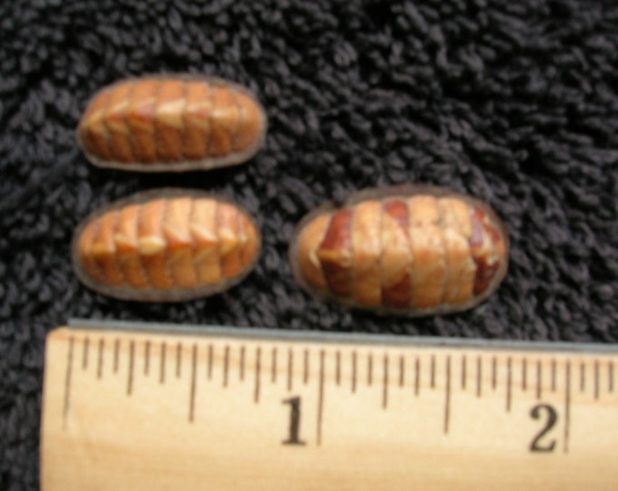 REAL CHITON SHELLS Set of 3 Sea Shell Chitons Taxidermy Oddity Ocean - Etsy