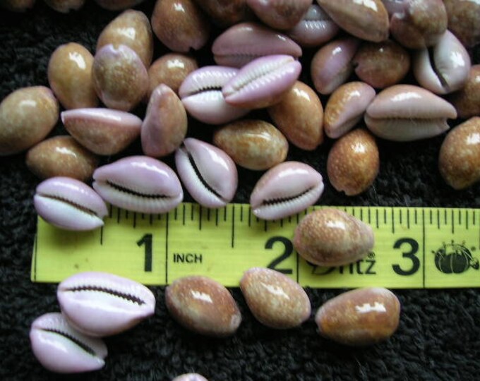 50 REAL COWRY SHELLS Cypraea Poraria Porous Cowry Cowries Arts Crafts ...