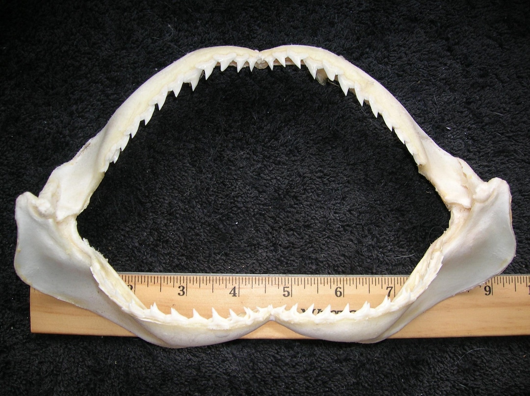 REAL SHARK JAW Jaws Taxidermy Fish Mount Skull Skeleton Fishing Bone ...