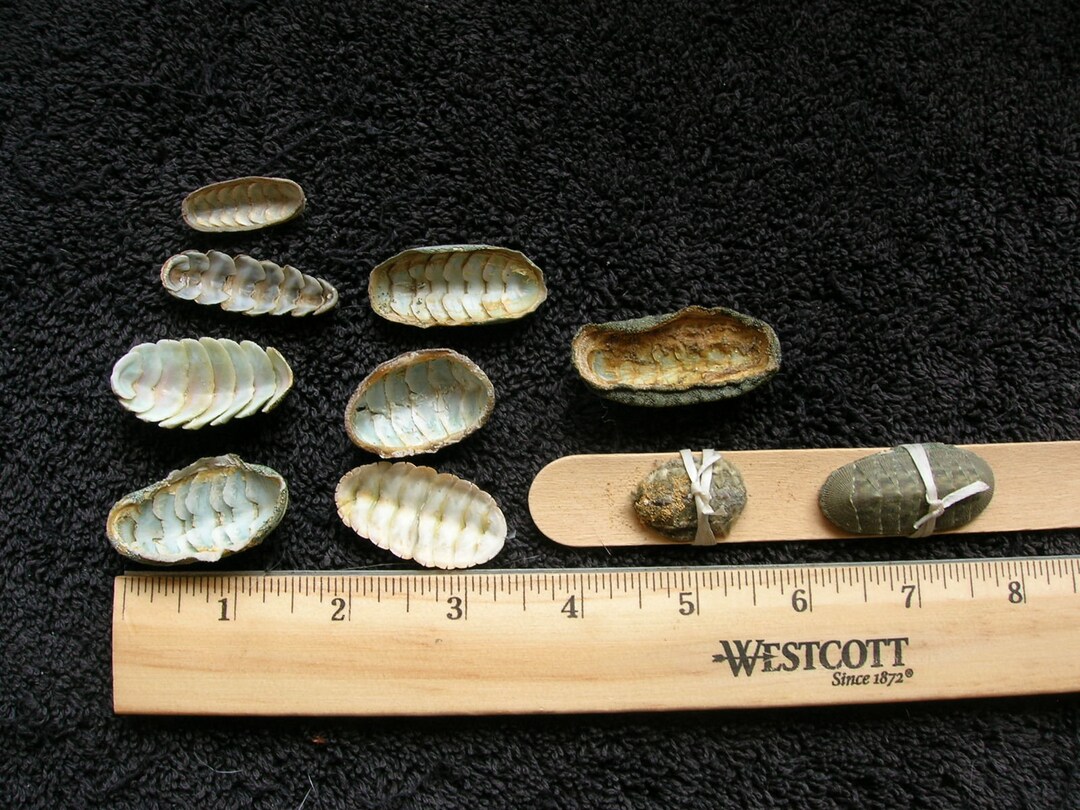 REAL CHITON SHELLS Set of 10 Sea Shell Chitons Taxidermy Oddity Ocean ...