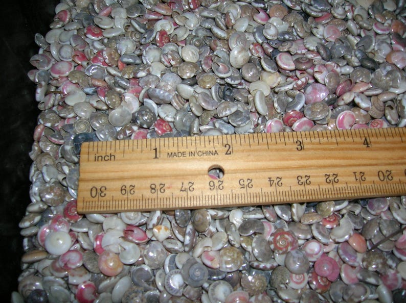 5 Ounces (about 800) UMBONIUM Button SHELLS Arts Crafts Wedding Jewelry ...