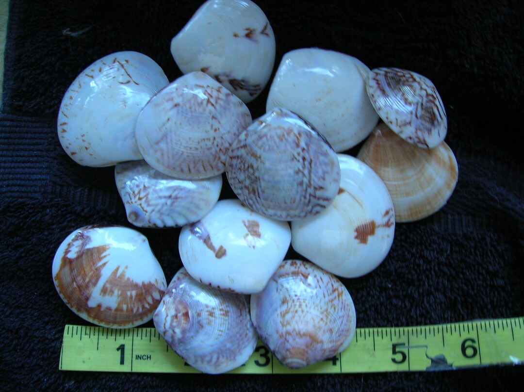 SET OF 20 Real Polished Clam Shells, About 1 1/2