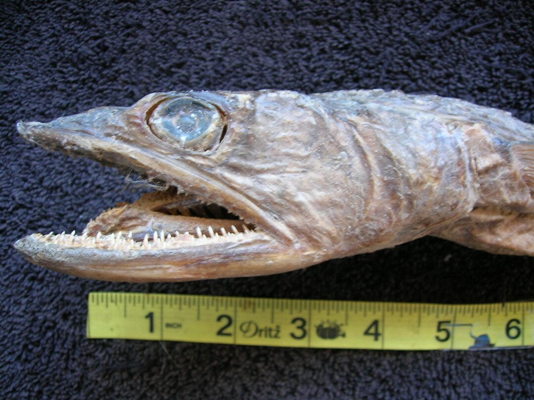 Real Dried LIZARD FISH Taxidermy Jaw Jaws Teeth Shark Sharks Skull ...