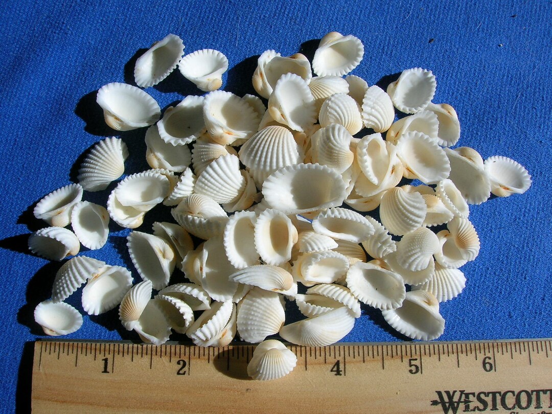 100 Real Small White Clam SEA SHELLS Arts Crafts Wedding Jewelry ...