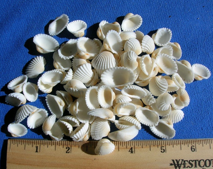 100 Real Small White Clam SEA SHELLS Arts Crafts Wedding Jewelry ...