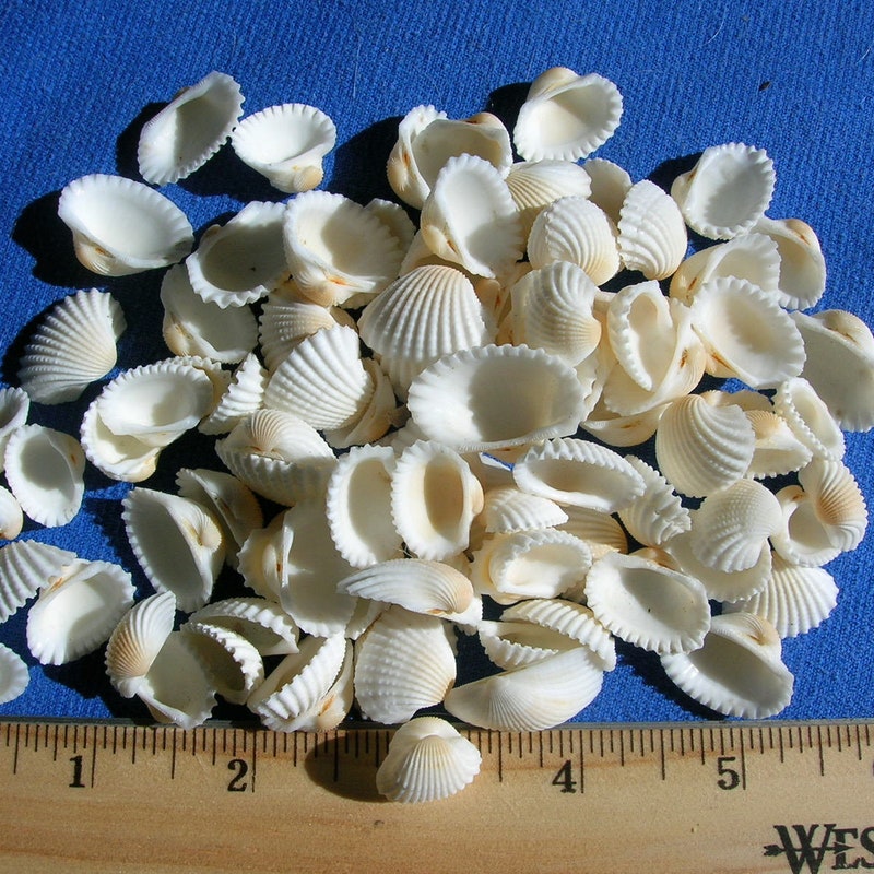 Small Sea Shells - Etsy