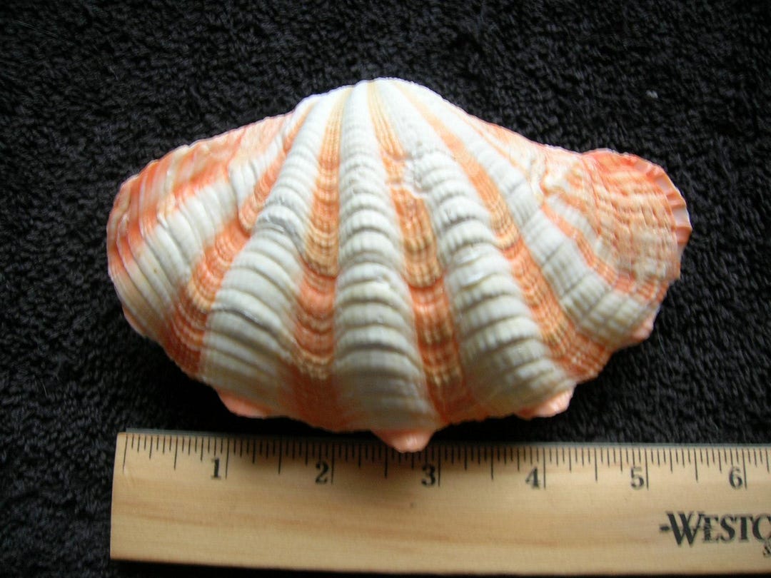 REAL Ruffled Clam Shell Tridacna Giant Clam Oyster Sea Shell Seashells ...