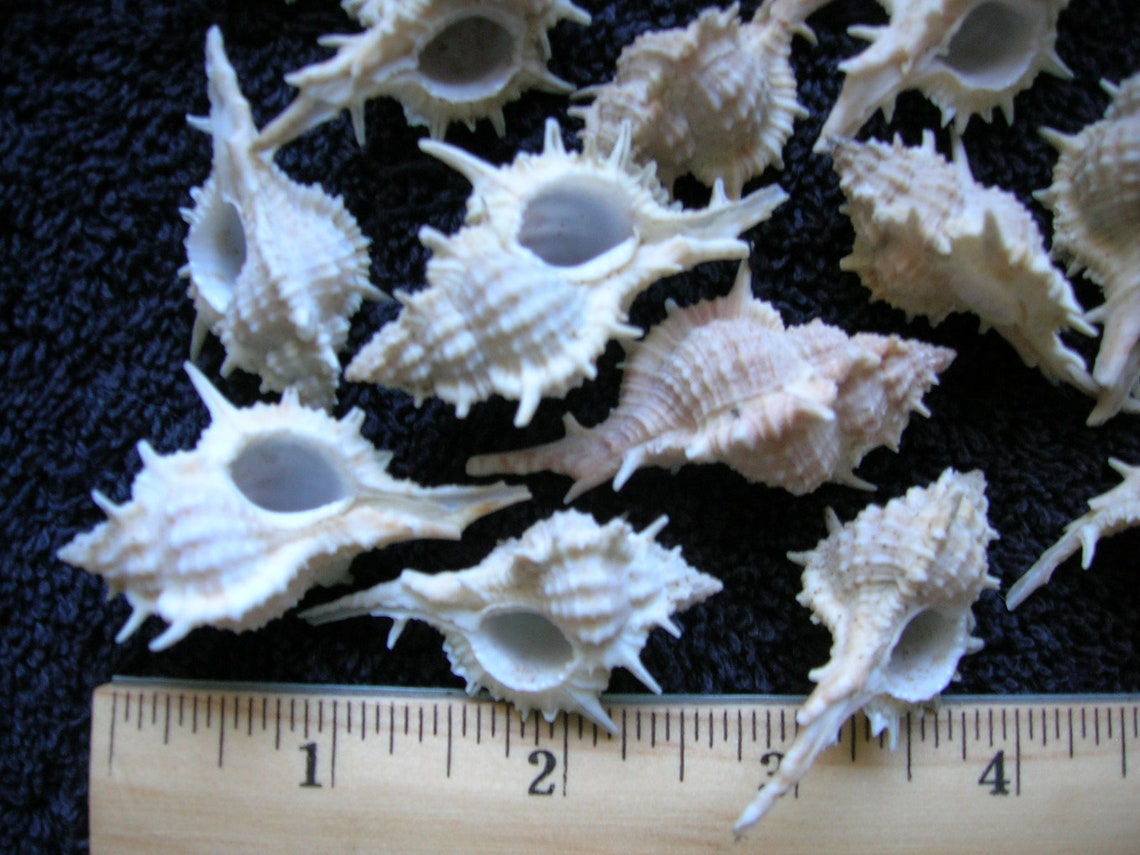 Set of 20 REAL SPINY MUREX Sea Shells Arts Crafts Wedding Jewelry ...