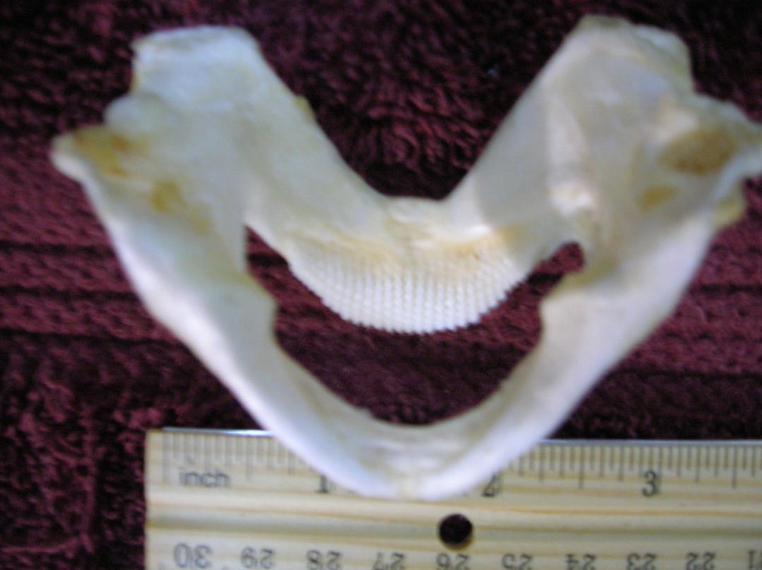 REAL SHARK JAW Jaws Taxidermy Fish Mount Skull Skeleton Fishing Bone ...