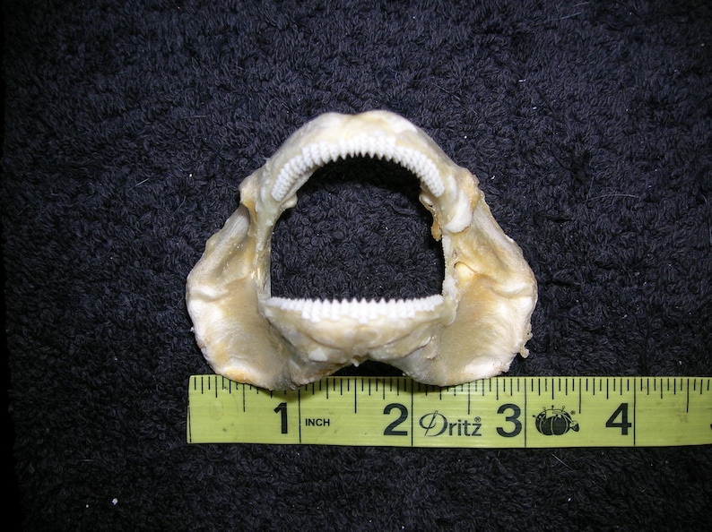 REAL SHARK JAW Jaws Taxidermy Fish Mount Skull Skeleton Fishing Bone ...