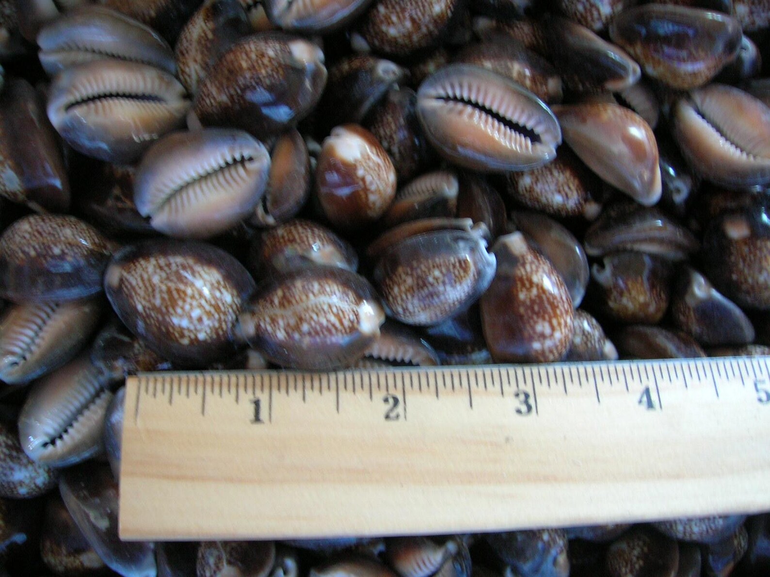 SET OF 100 Real Snake Head Cowry Shells Cypraea Caputserpentis Cowries ...